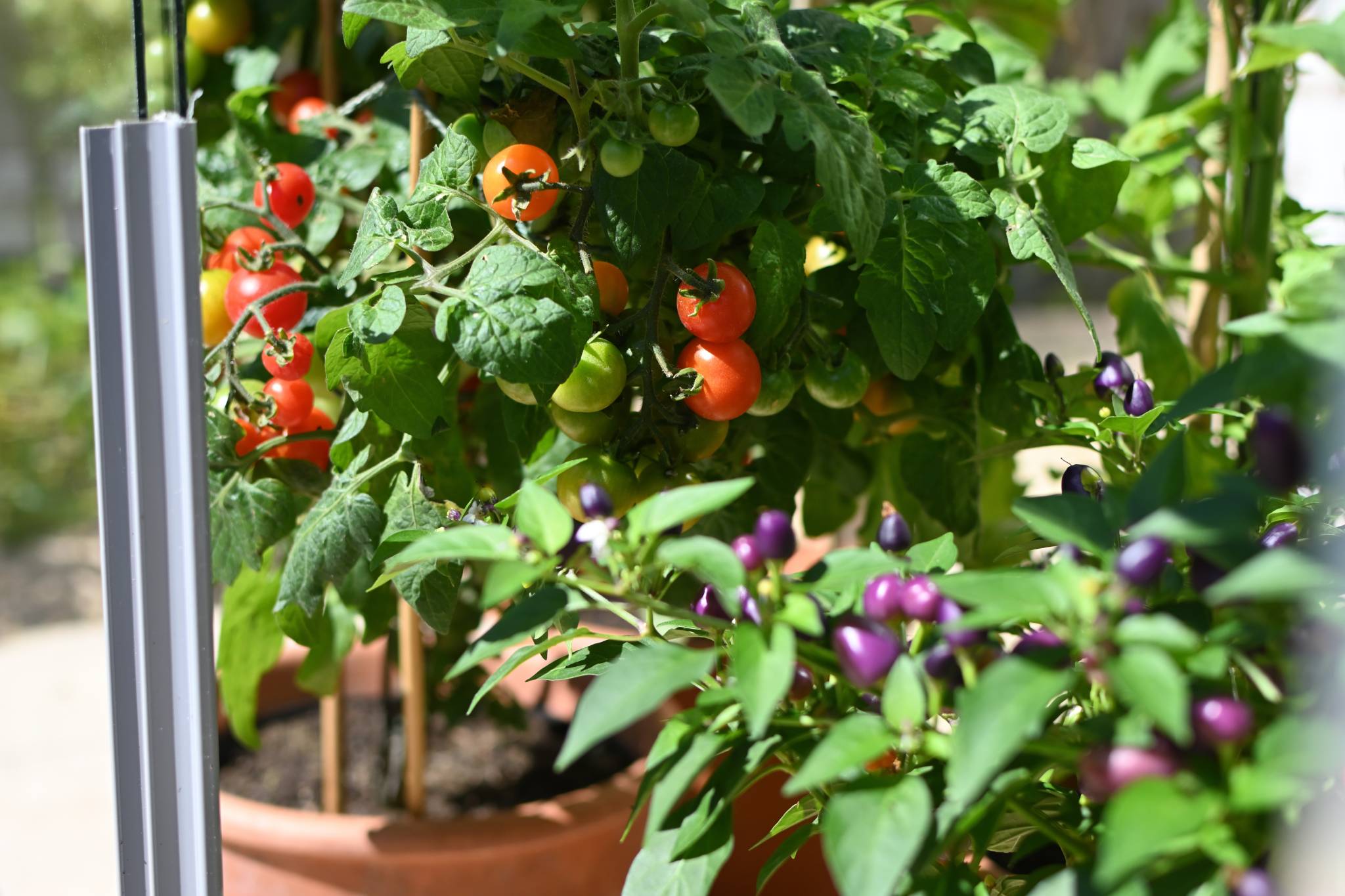 Tomato House | Access Garden Products