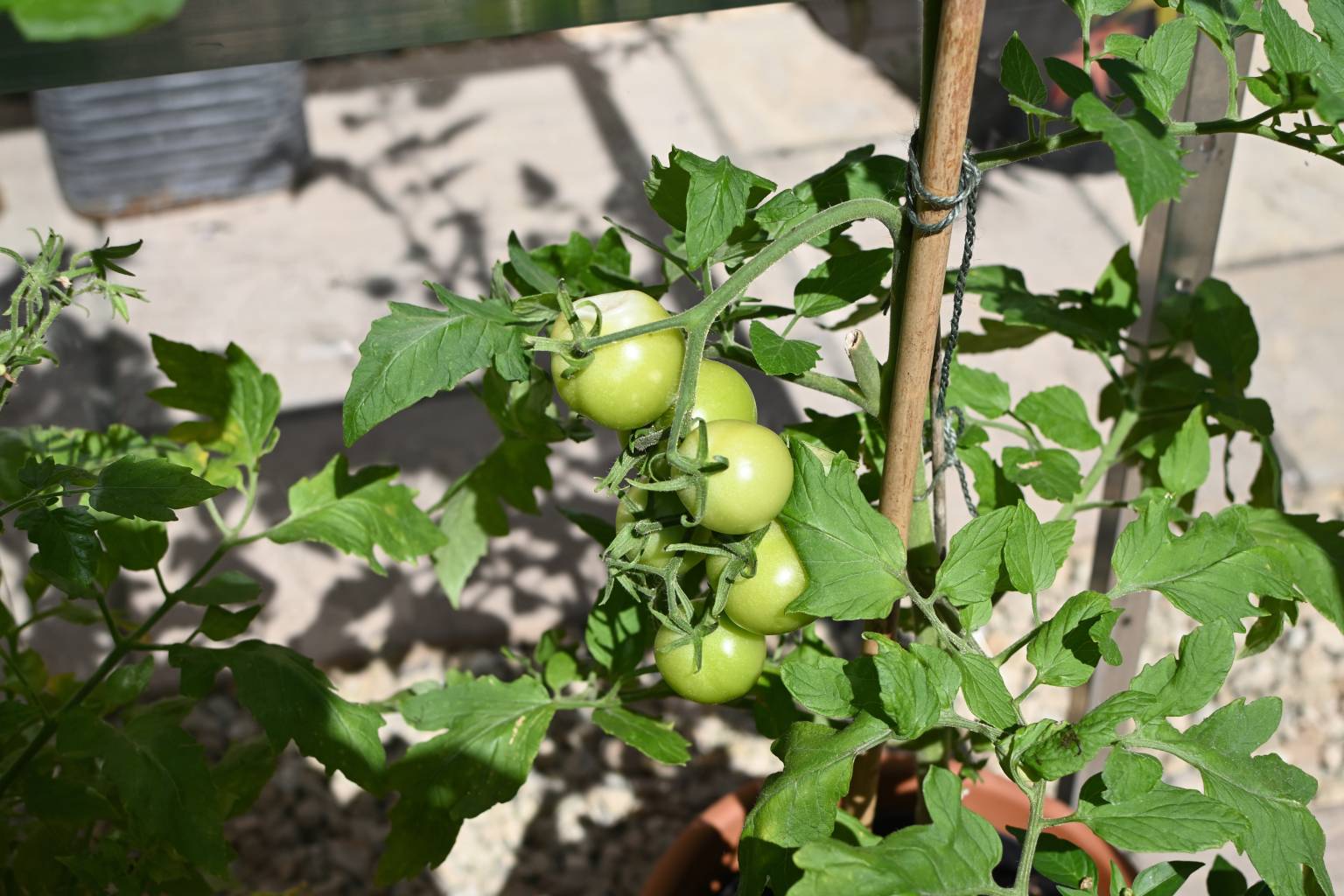 Tomato House | Access Garden Products