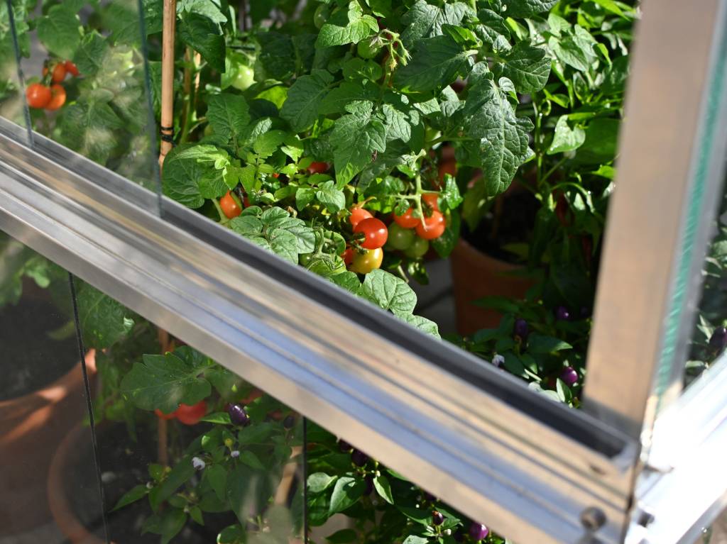 Double Tomato Greenhouse | Access Garden Products