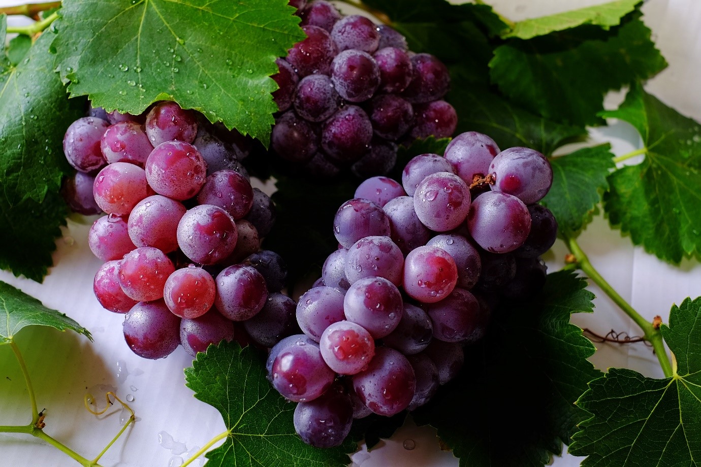 How To Grow Grapes In A Greenhouse Access Garden Products How To Grow Grapes In A Greenhouse Access Garden Products