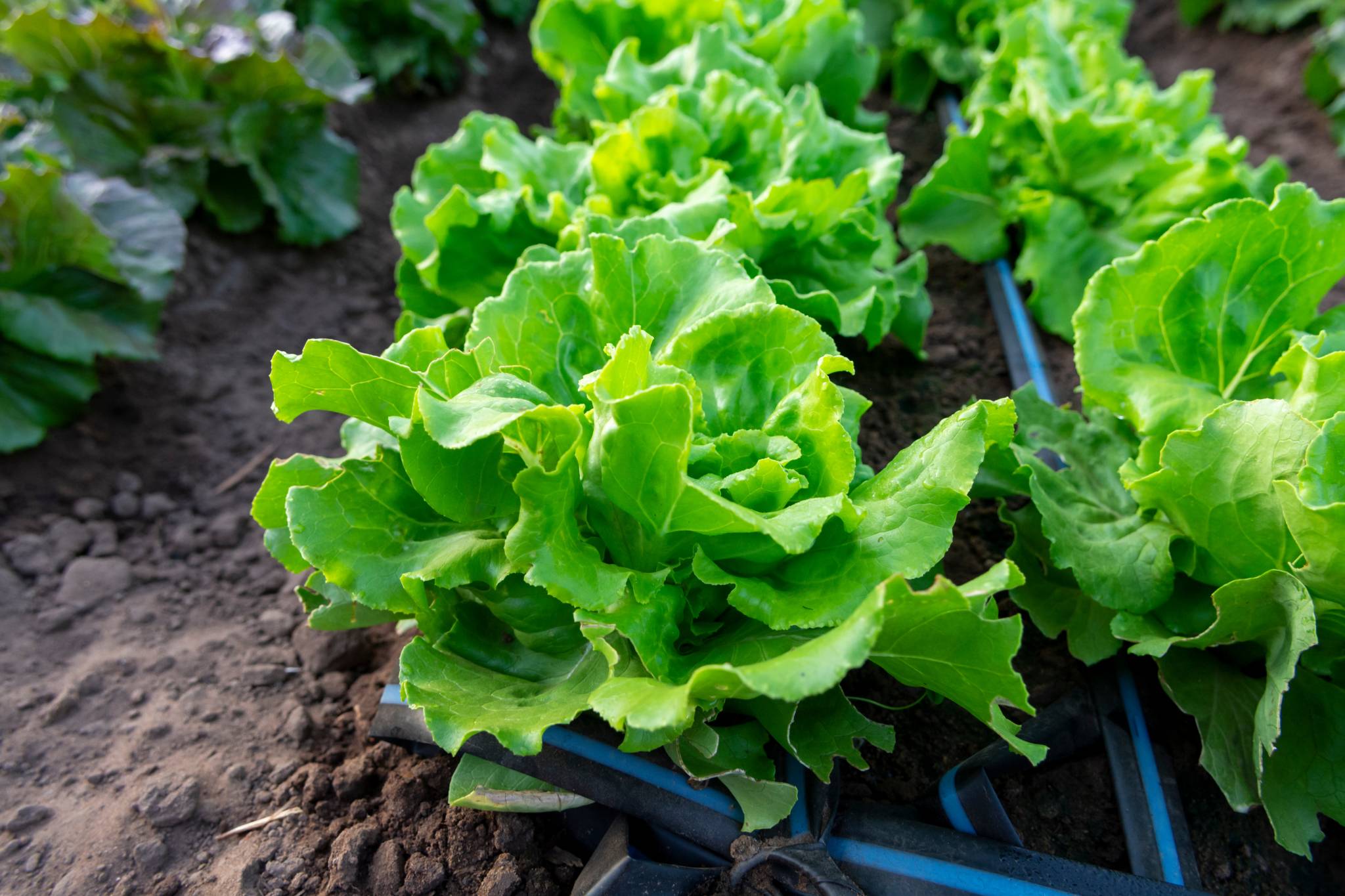 How to Grow Winter Lettuce in Your Greenhouse | Access Garden Products