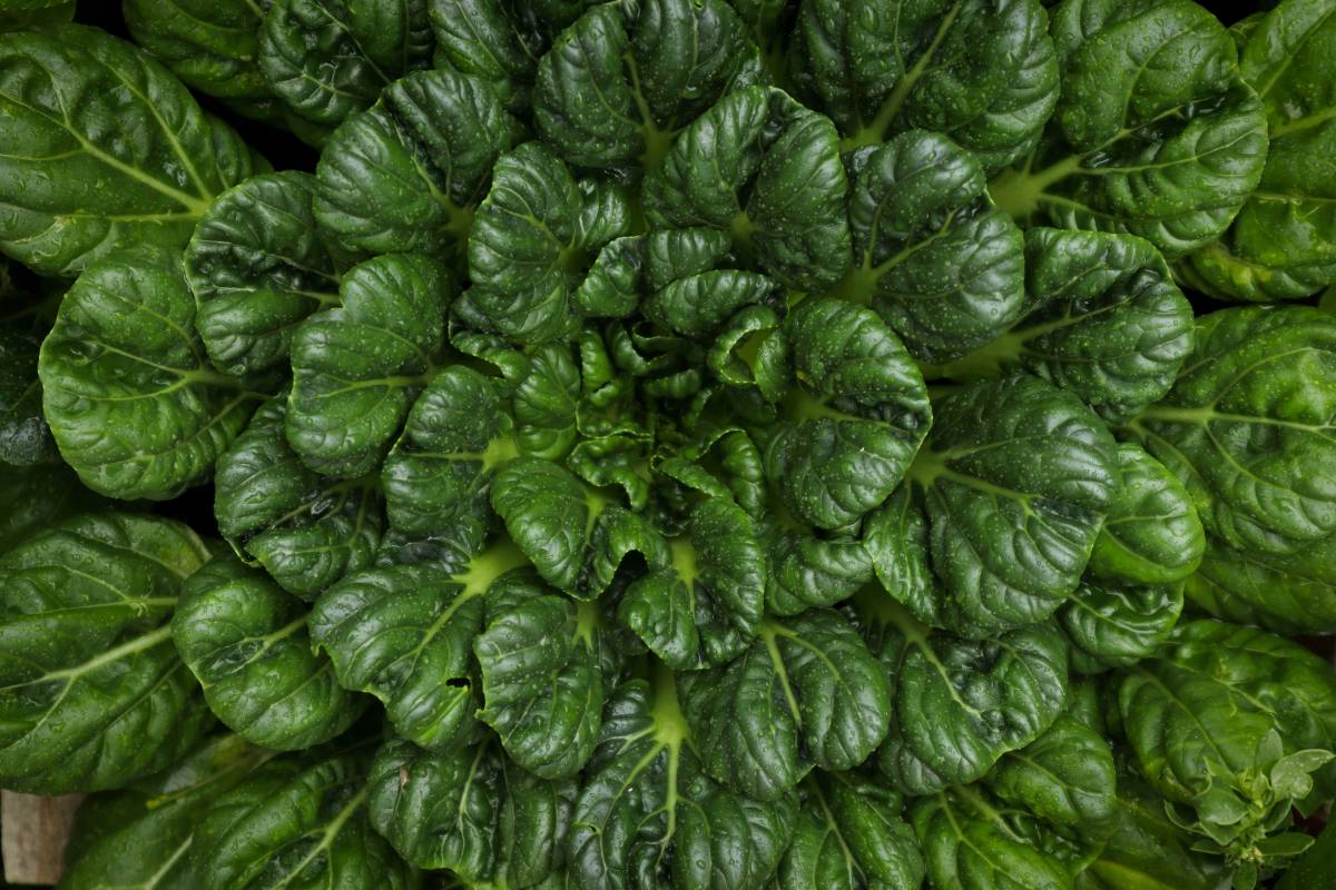 All you need to know about Spring Greens | Access Garden Products