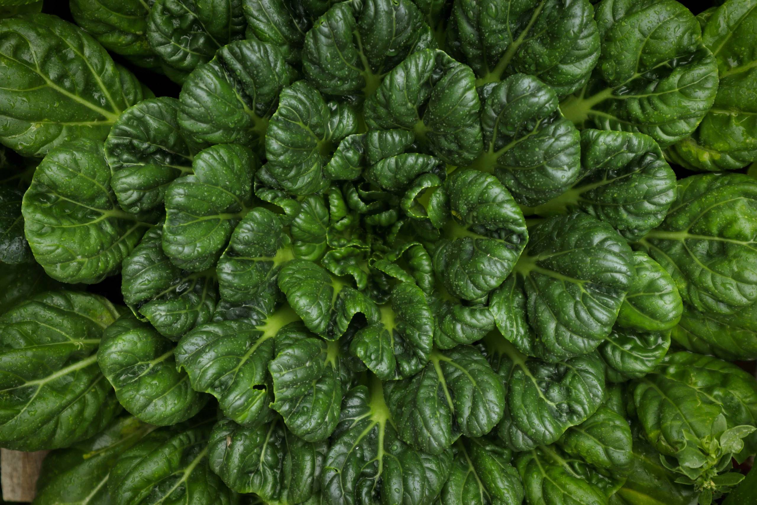 All you need to know about Spring Greens | Access Garden Products