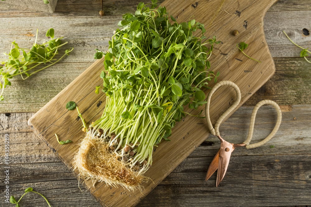 Growing Pea Shoots: The Ultimate Guide | Access Garden Products
