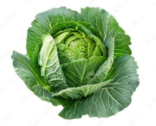A Guide to Growing Cabbage in a Greenhouse | Access Garden Products