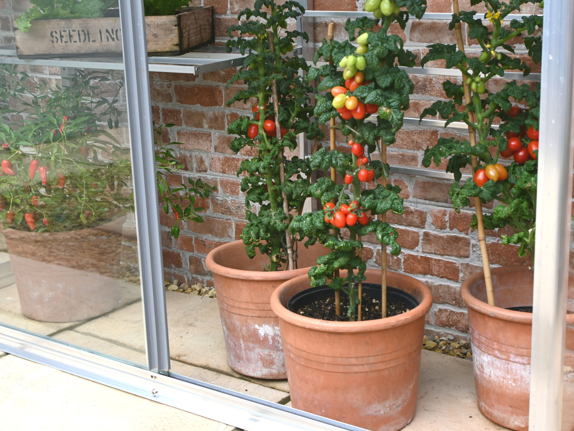 What size pots should I use for growing tomatoes in a greenhouse?