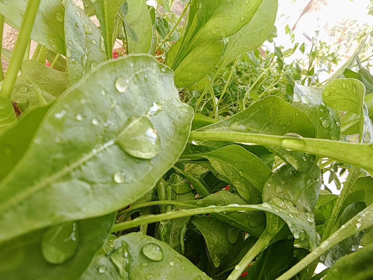 A Guide to Growing Spinach in a Greenhouse | Access Garden Products