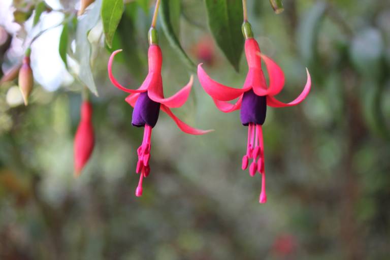 Preparing Fuchsias for Overwintering: A Complete Guide for UK Gardeners ...