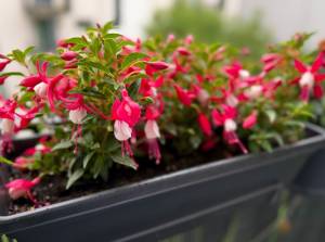 Preparing Fuchsias for Overwintering: A Complete Guide for UK Gardeners ...