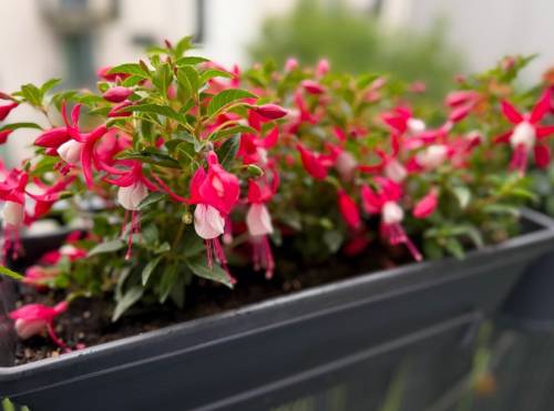 Preparing Fuchsias for Overwintering: A Complete Guide for UK Gardeners ...