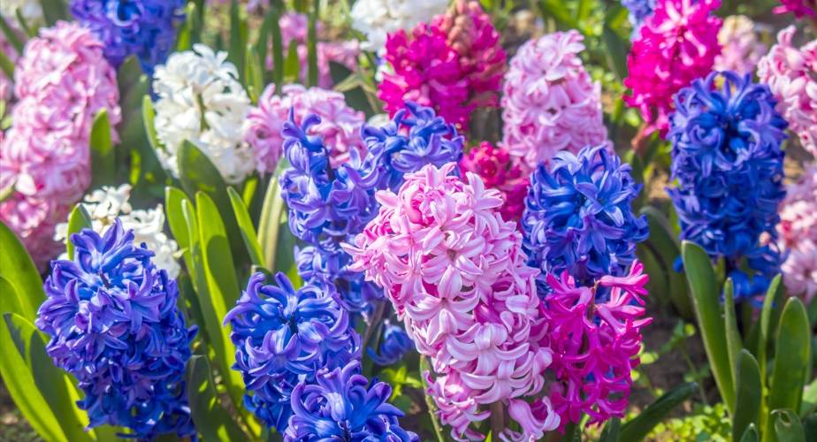 Planting Hyacinths in Greenhouses to Brighten Up the Winter Months ...