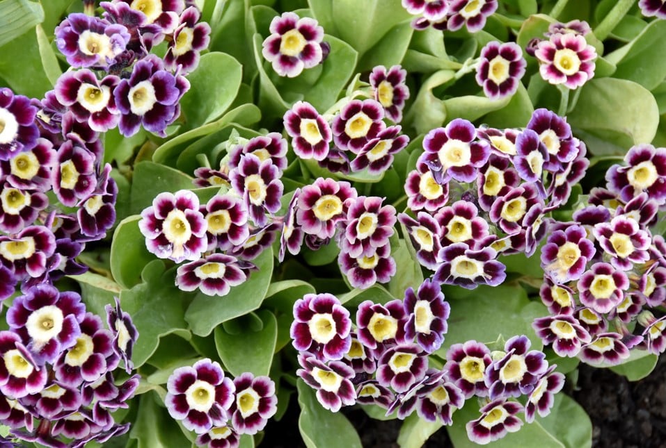 Growing Auriculas in a Small Greenhouse: A Complete Guide | Access ...